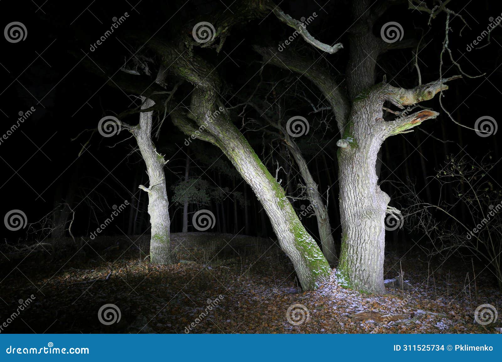 Night Scene with Old Oak Trees Stock Photo - Image of light, mystery ...