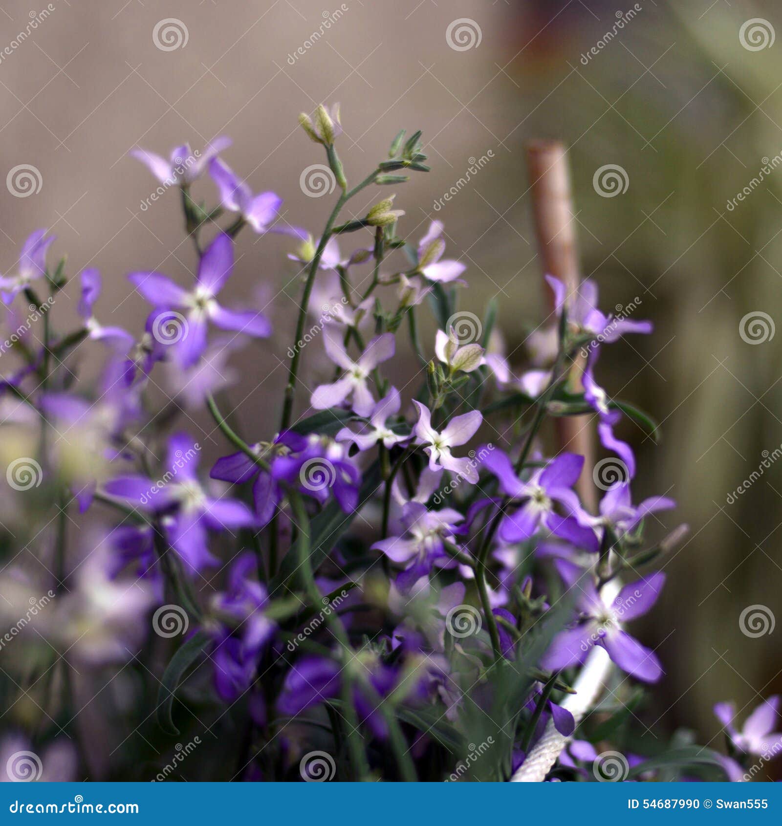 Night Scented Stock , Matthiola Longipetala . Stock Photo - Image of ...
