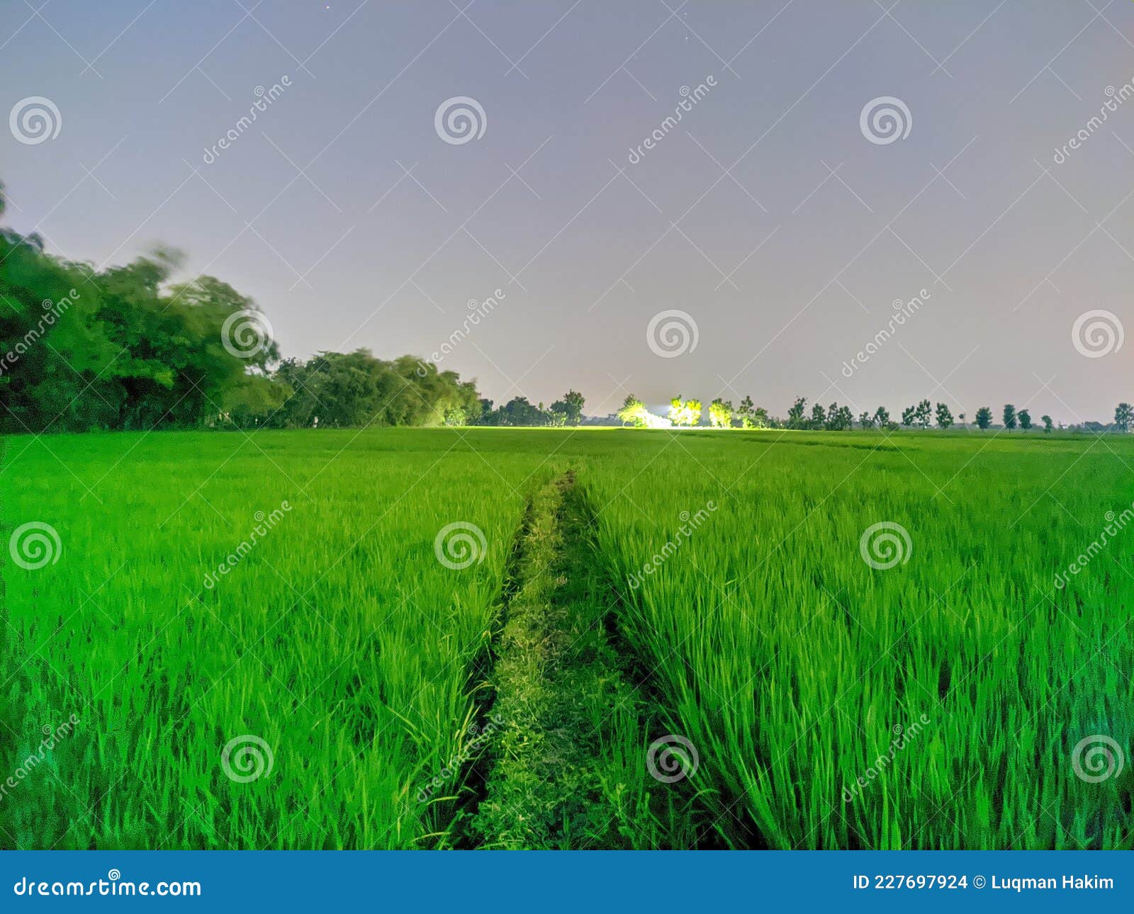 Night Shooting in the Rice Fields Stock Photo - Image of night, sawah ...