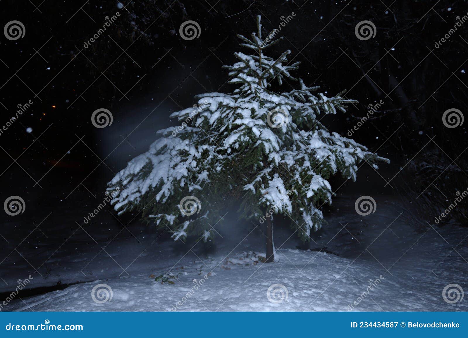 Pine tree in snow at night stock image. Image of merry - 234434587