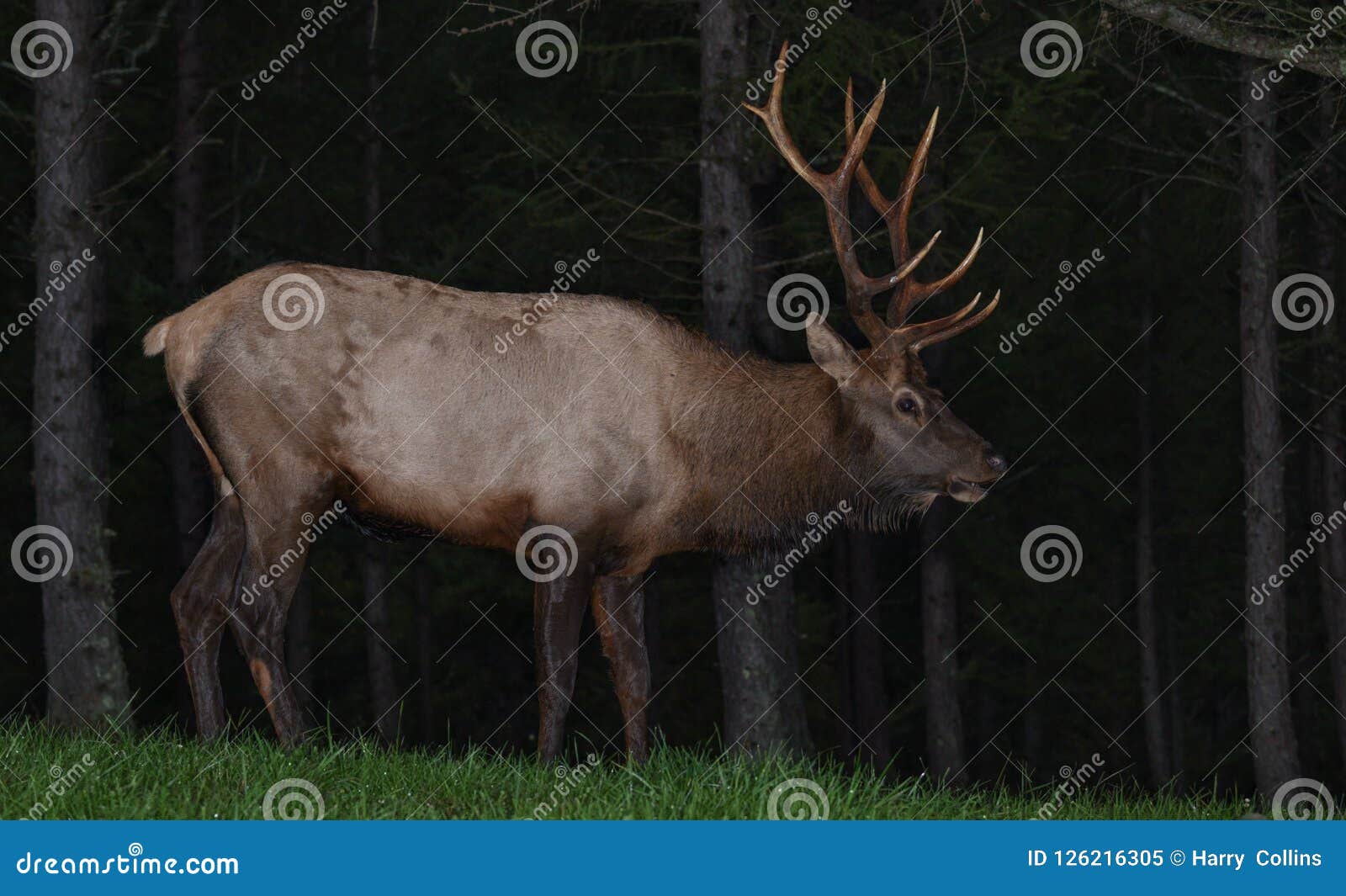 Night Shot of Closeup of Bull Elk Stock Image - Image of meadows ...