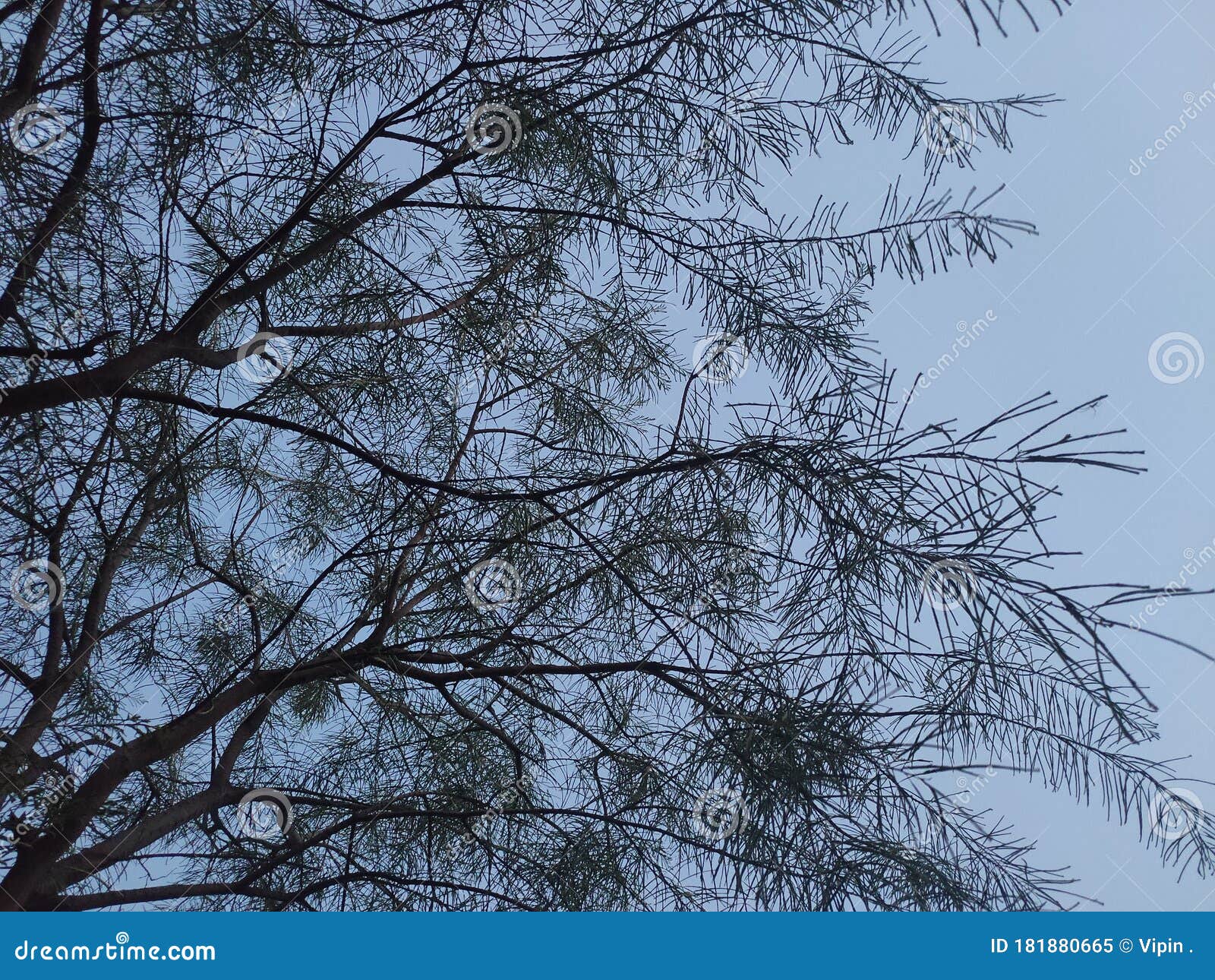 Night Shot of Tree Branches Stock Image - Image of wallpaper, shadows ...