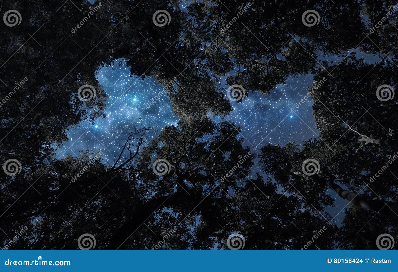 Night sky above treetops stock photo. Image of leaves - 80158424