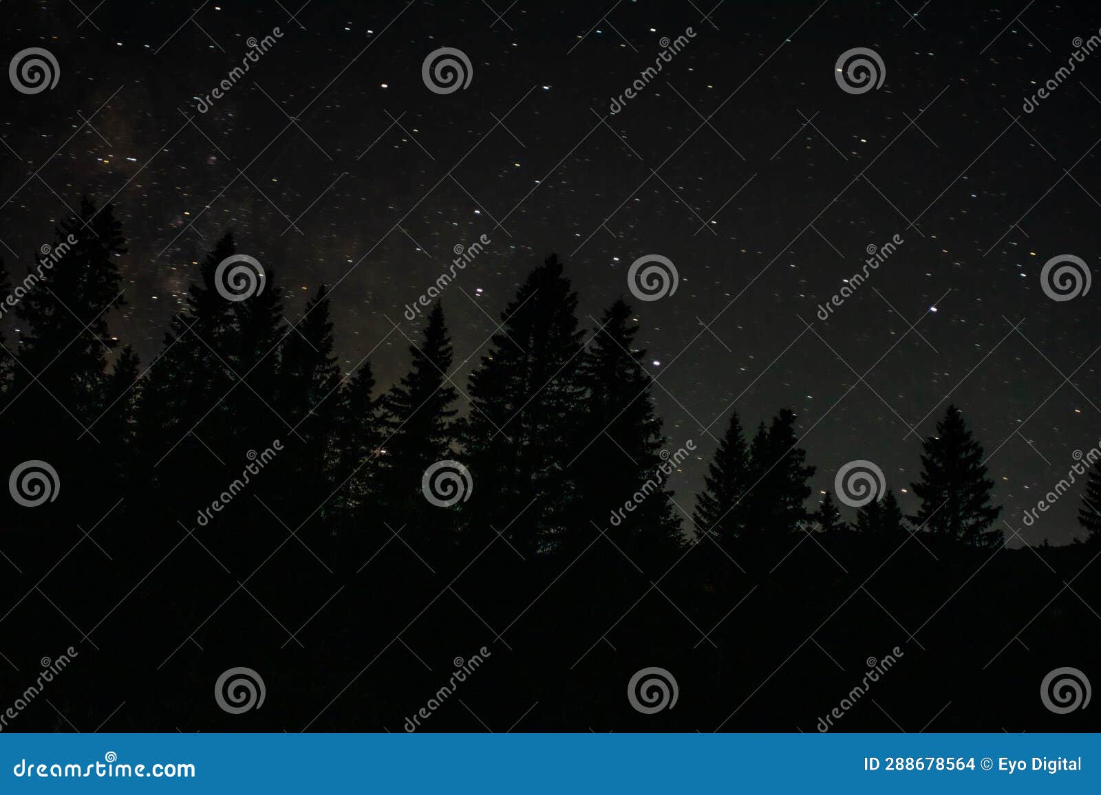 Night Sky in the Forest. Pine Trees and Stars at Night. Mountain Dark ...