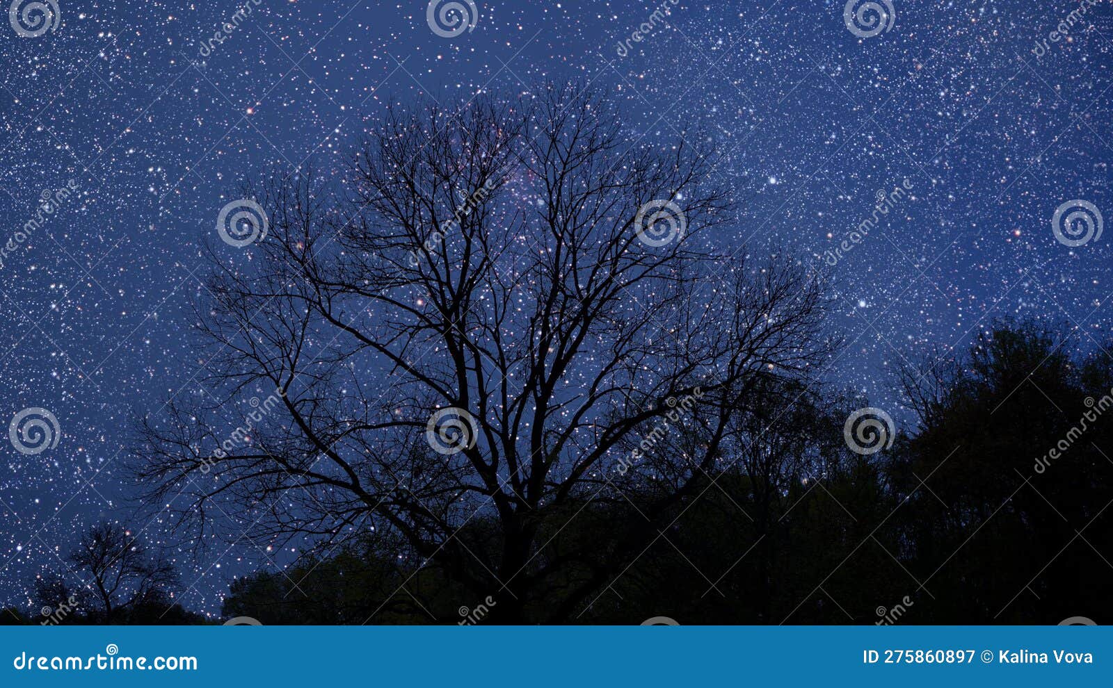 Night Sky in the Forest with Stars and Moon Stock Image - Image of ...