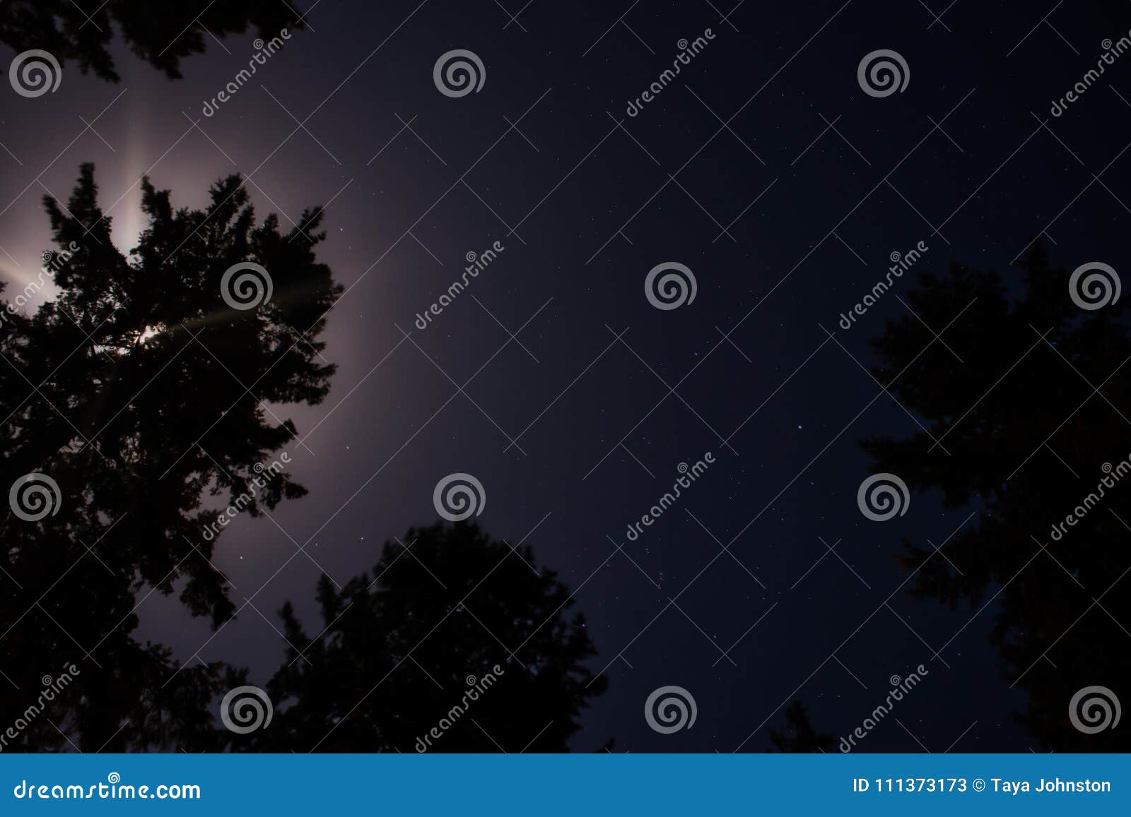 Night Sky with Full Moon Behind Trees Stock Image - Image of long ...