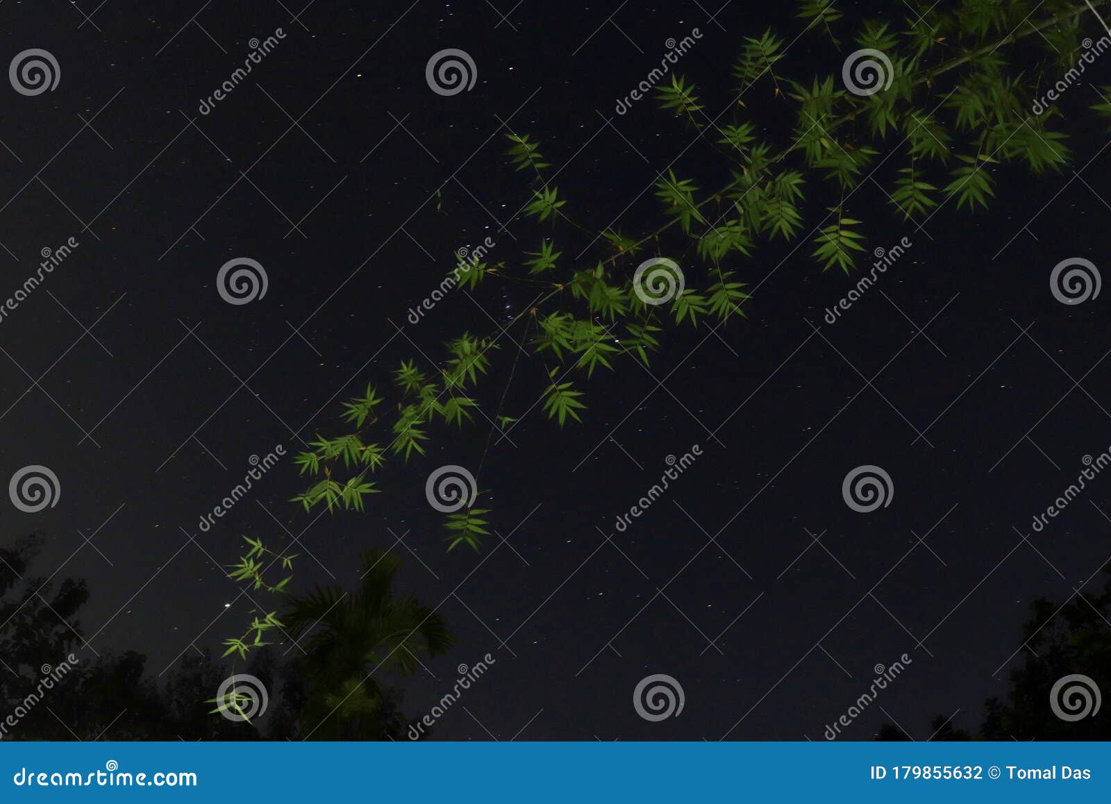 Night sky with leaf stock photo. Image of light, plant - 179855632