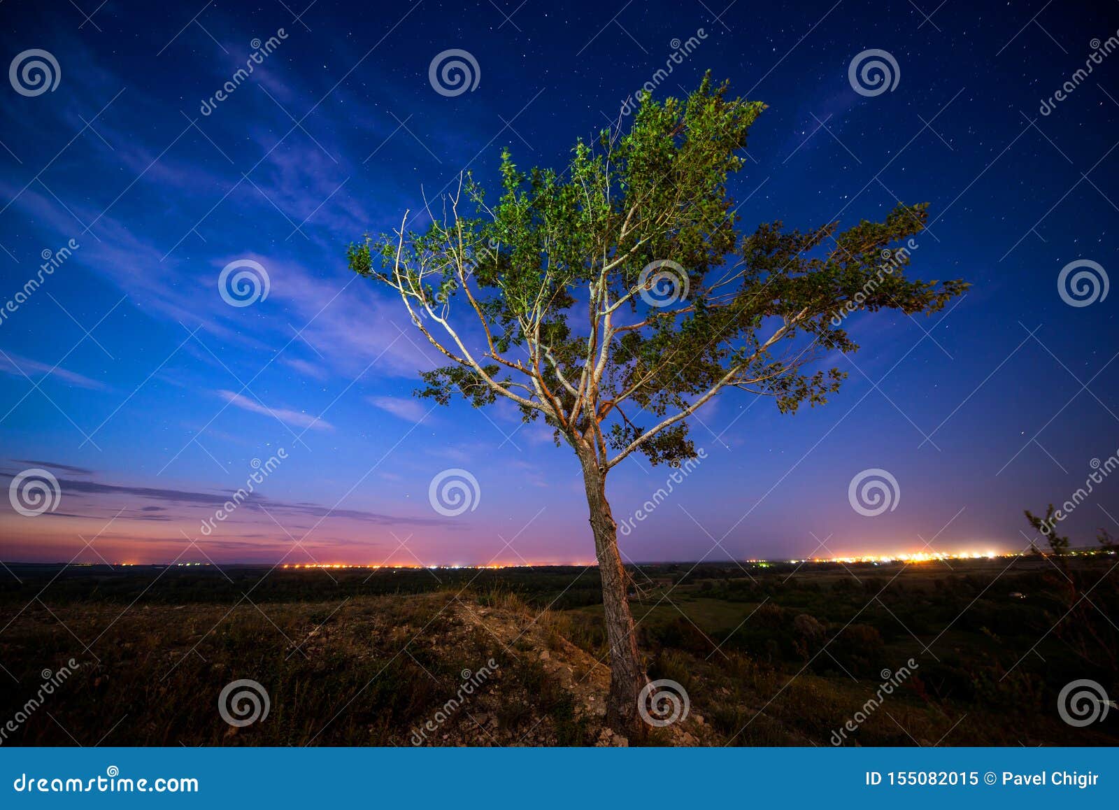 The Night Sky, a Lone Tree and Falling Star Stock Image - Image of ...