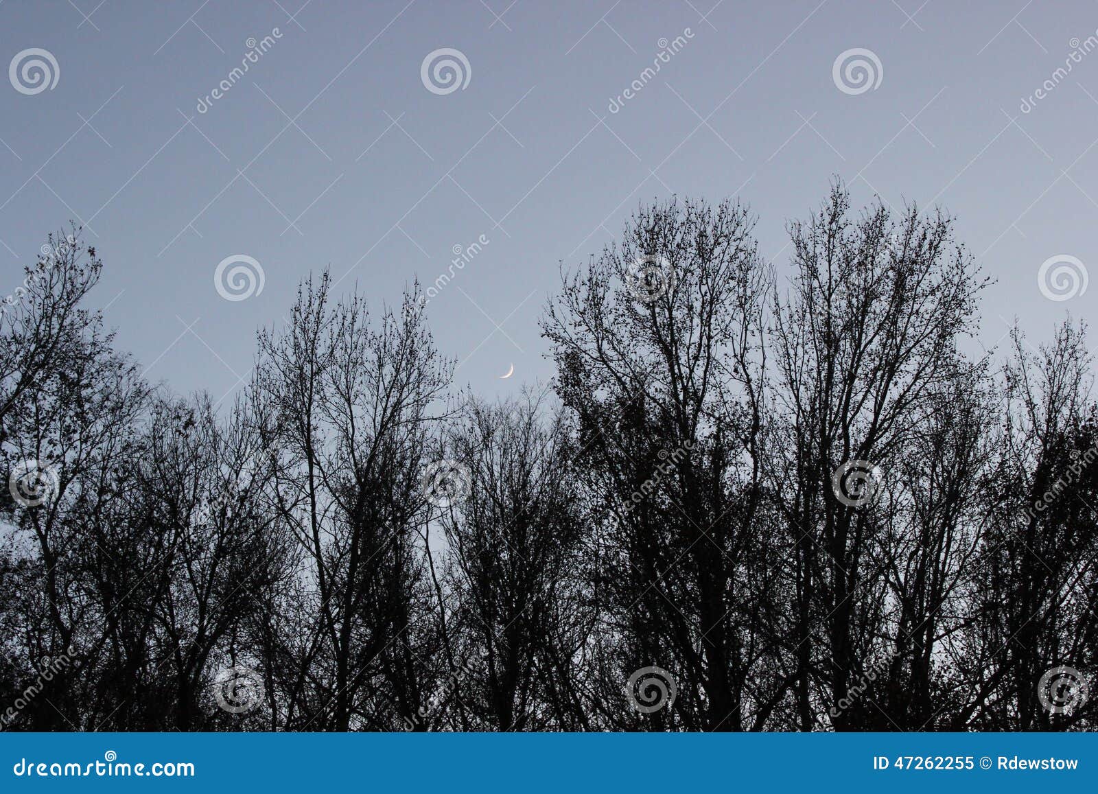 Night sky moon among trees stock image. Image of sunset - 47262255