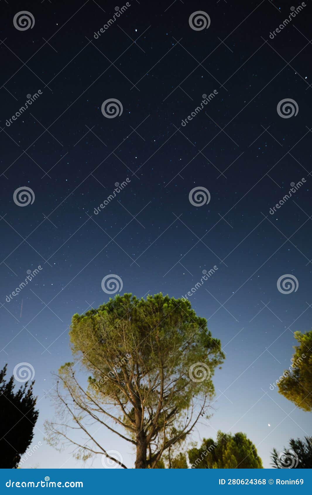 In the Night Sky, One Tree Illuminated Stock Photo - Image of lifestyle ...
