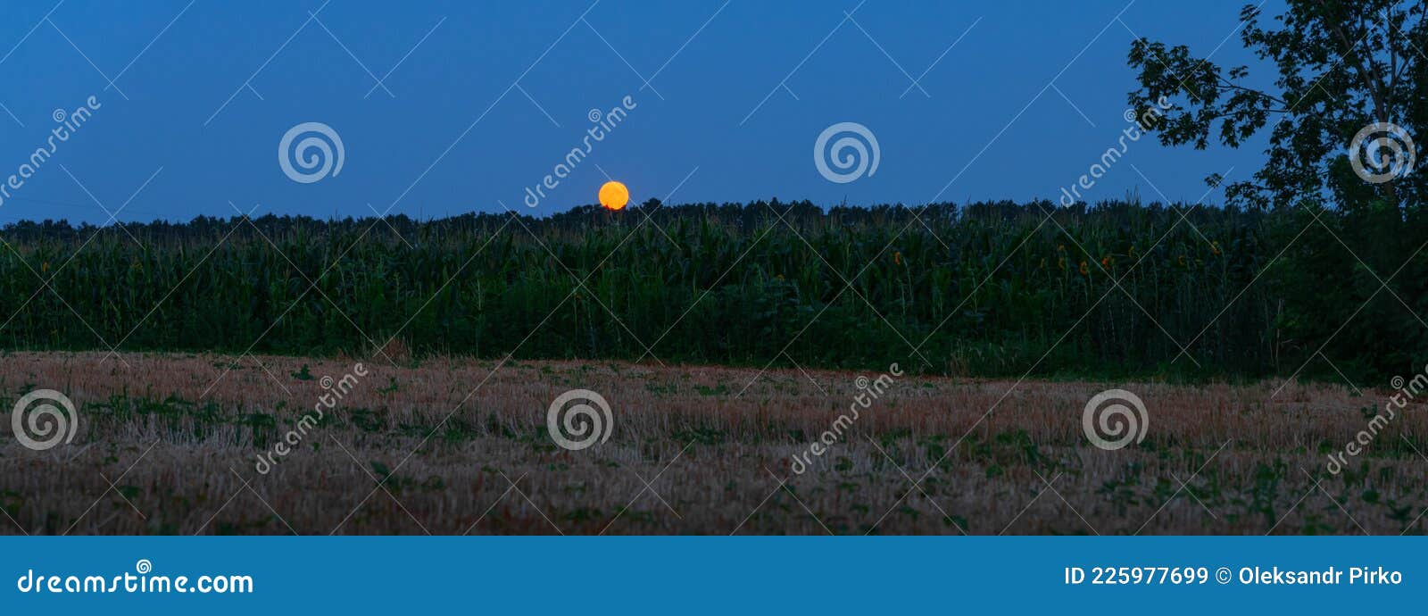 Night Sky Over a Field with Moon. Full Moon Over Corn Field Stock Image ...