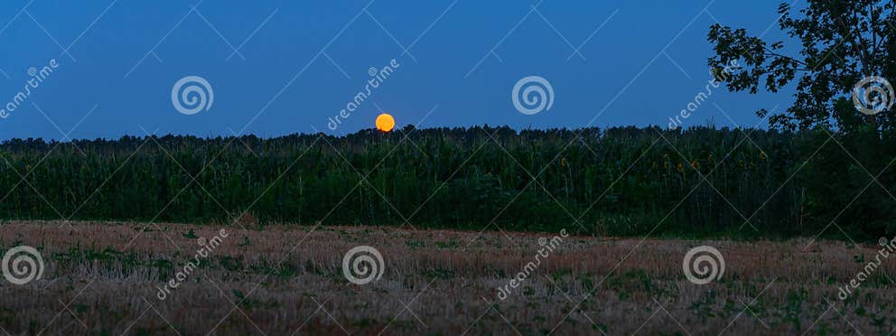 Night Sky Over a Field with Moon. Full Moon Over Corn Field Stock Image ...