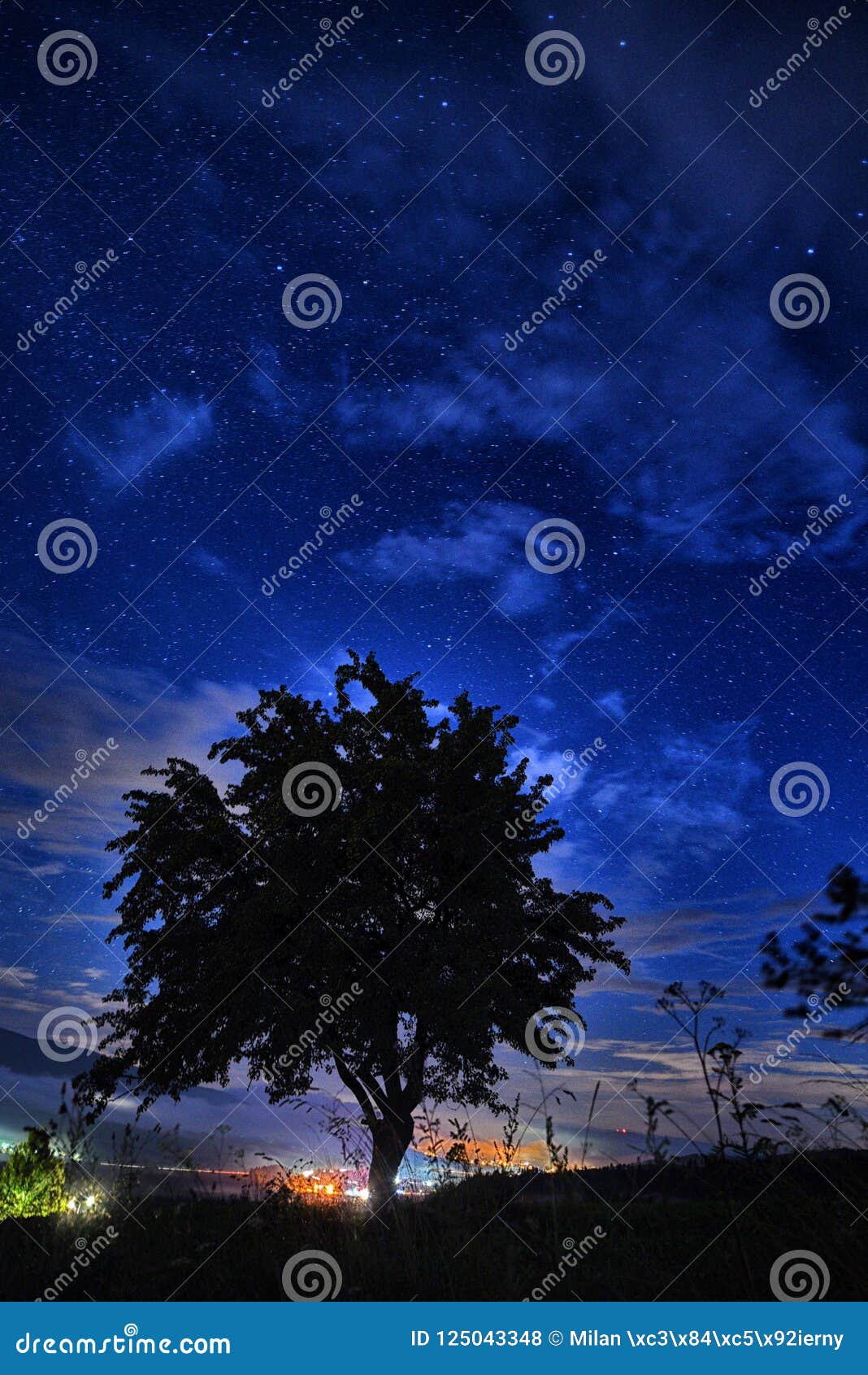 Stars over the tree stock photo. Image of silhouette - 125043348