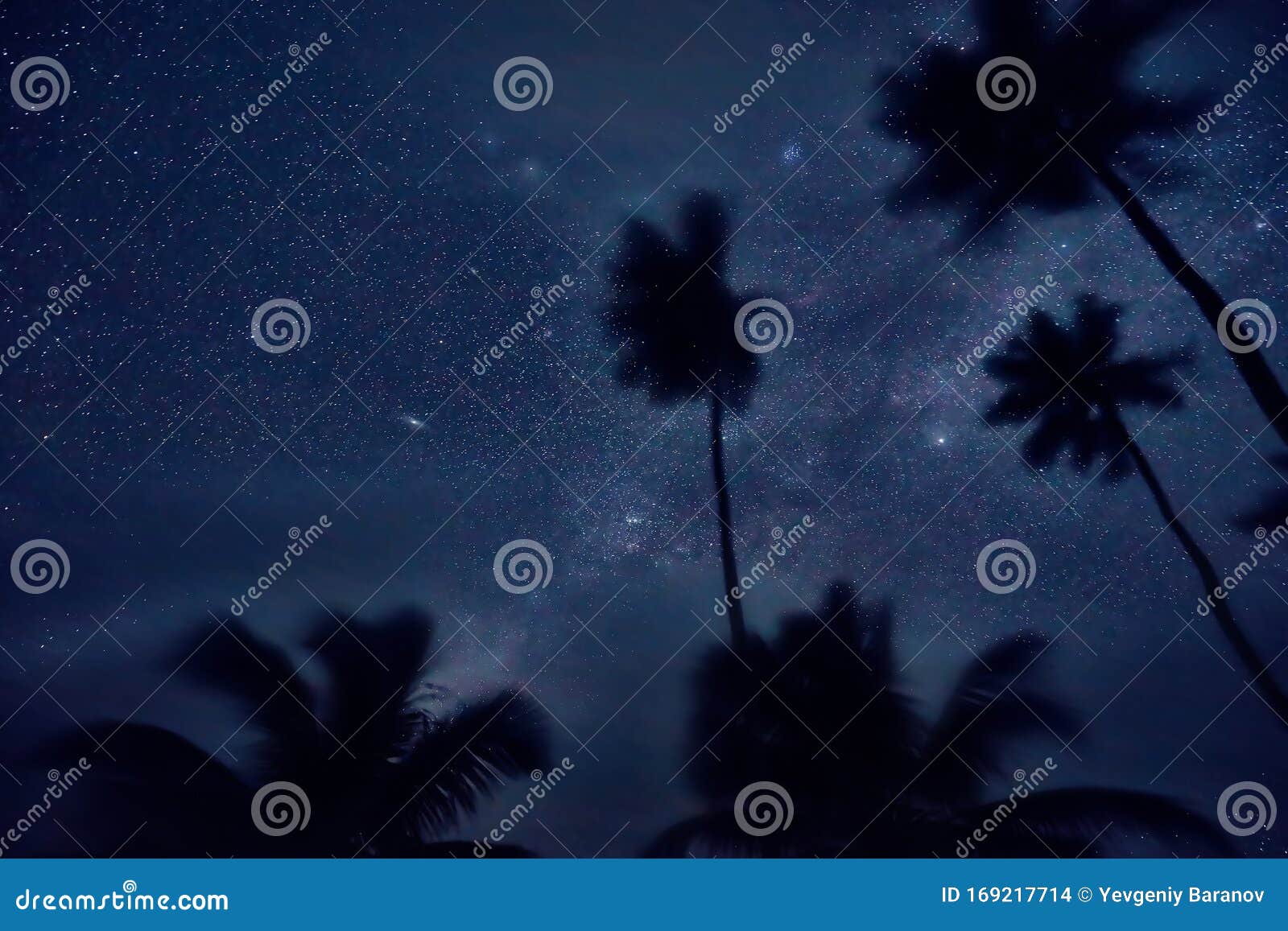 12,303 Night Palm Trees Stock Photos - Free & Royalty-Free Stock Photos ...