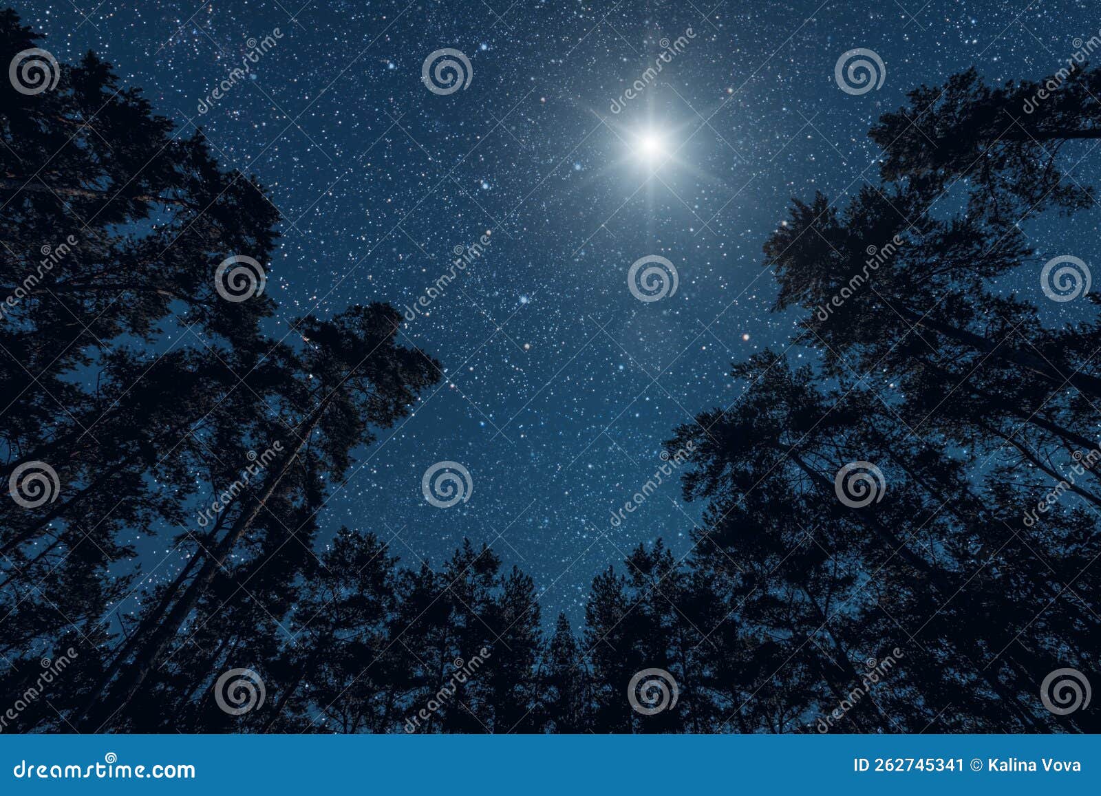 A Night Sky in a Pine Forest at Christmas Day Stock Image - Image of ...