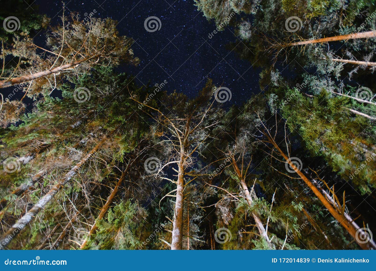 Night sky in a pine forest stock image. Image of astronomy - 172014839