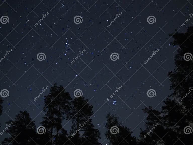 Night Sky Stars and Pleiades Over Forest Stock Photo - Image of star ...