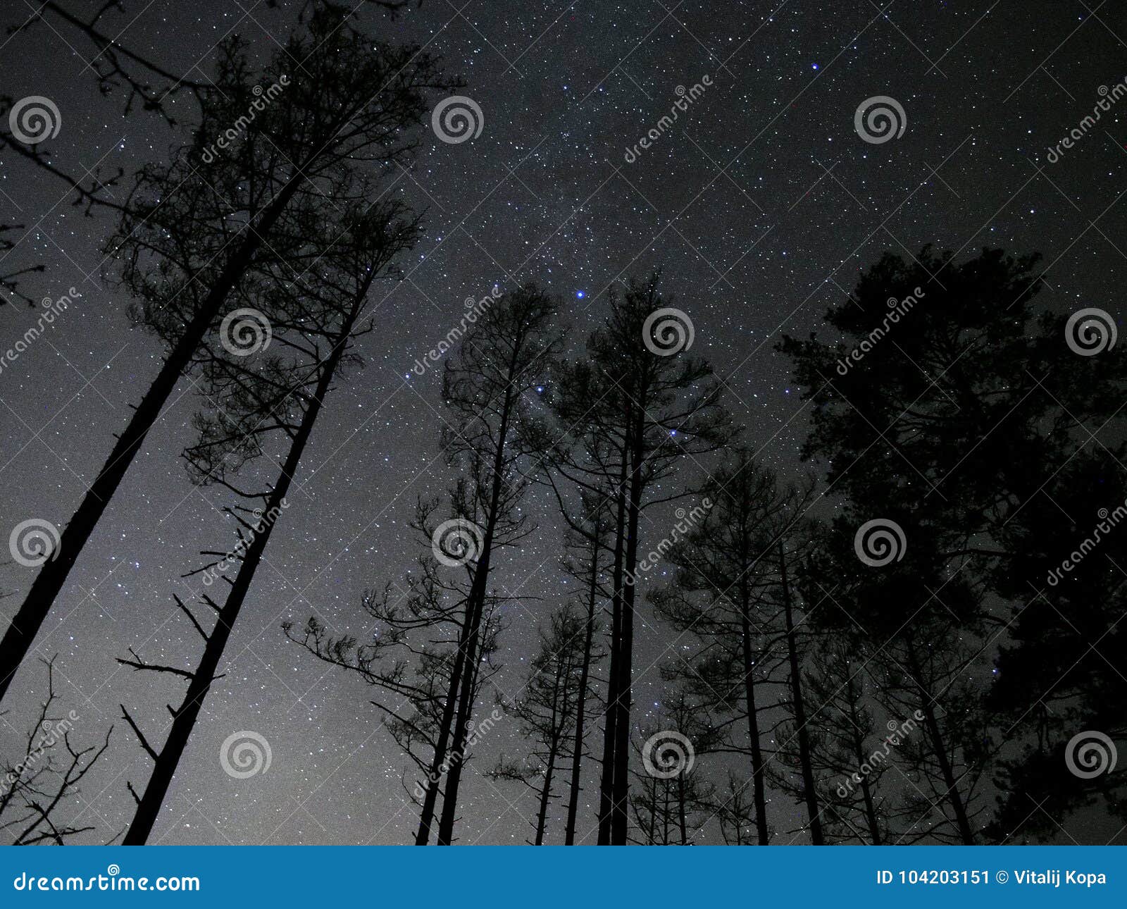 Night Sky Stars Over Forest Stock Image - Image of stars, forest: 104203151