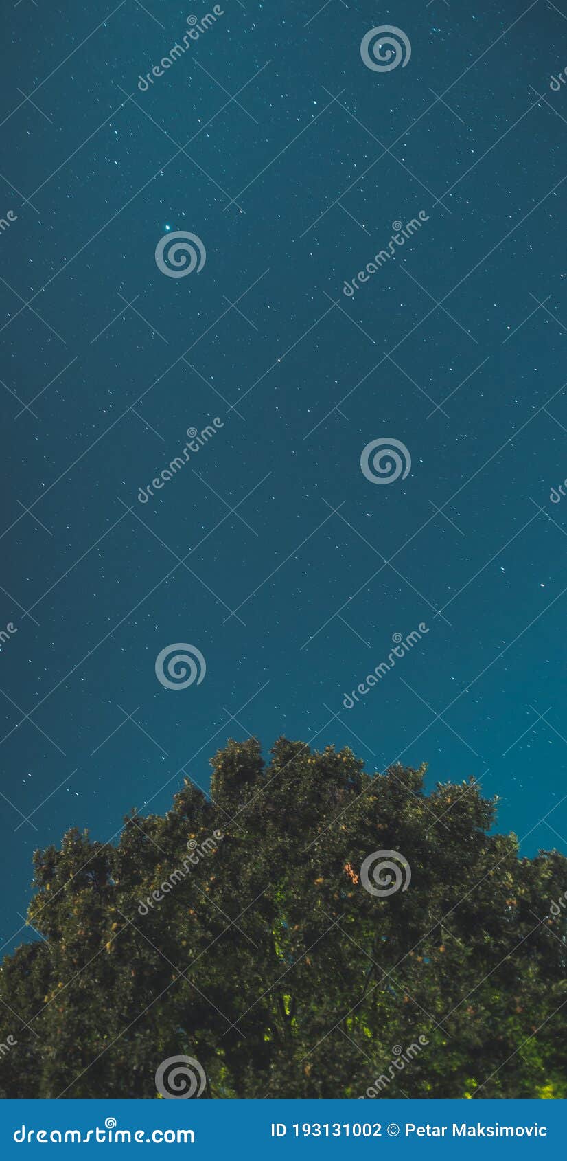 Night Sky with Stars and Tree Stock Photo - Image of star, milky: 193131002