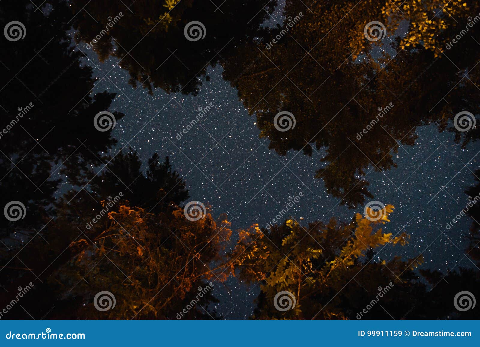 Night Sky through the Trees Stock Image - Image of nightforest ...