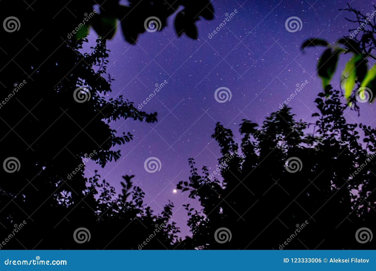 Night Sky through the Trees Stock Photo - Image of fantasy, mystery ...