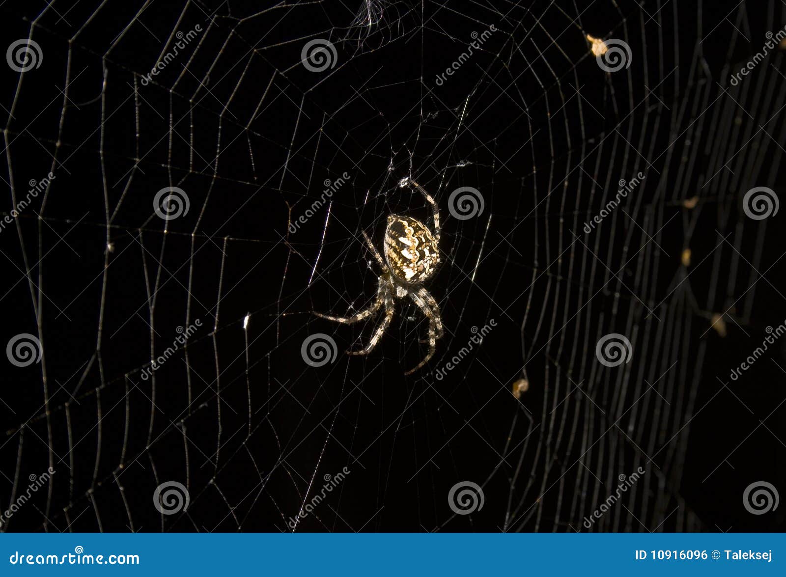 Night Spider stock photo. Image of flash, insect, textile - 10916096