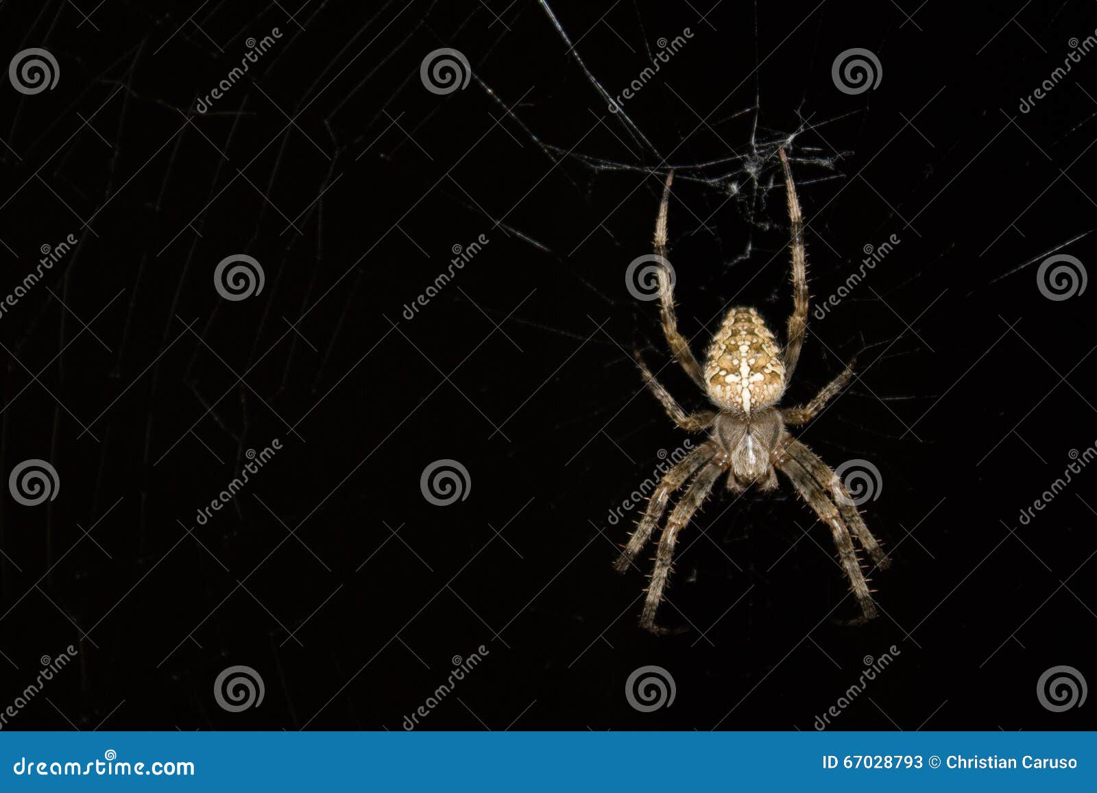 Night Spider stock image. Image of evolution, chelicerae - 67028793