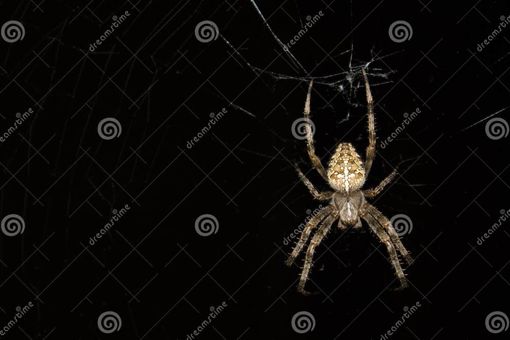 Night Spider stock image. Image of evolution, chelicerae - 67028793
