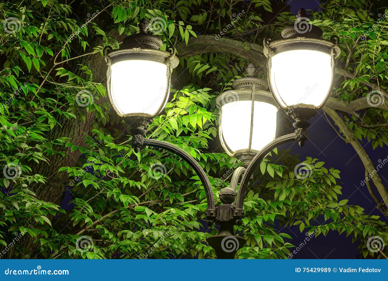 Night Street Light in Foliage Stock Image - Image of foliage, summer ...