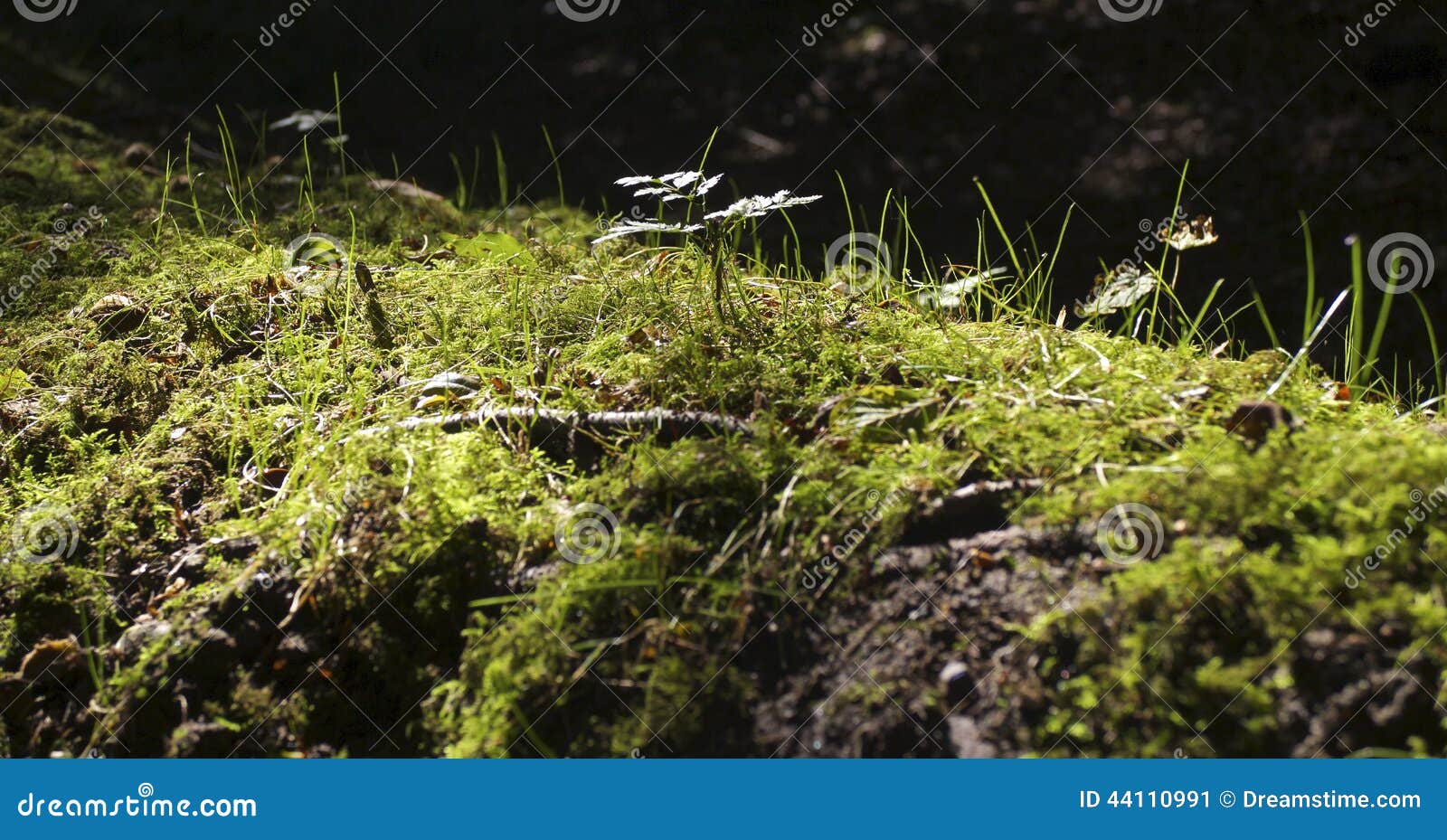 Night time greenery stock image. Image of dark, small - 44110991