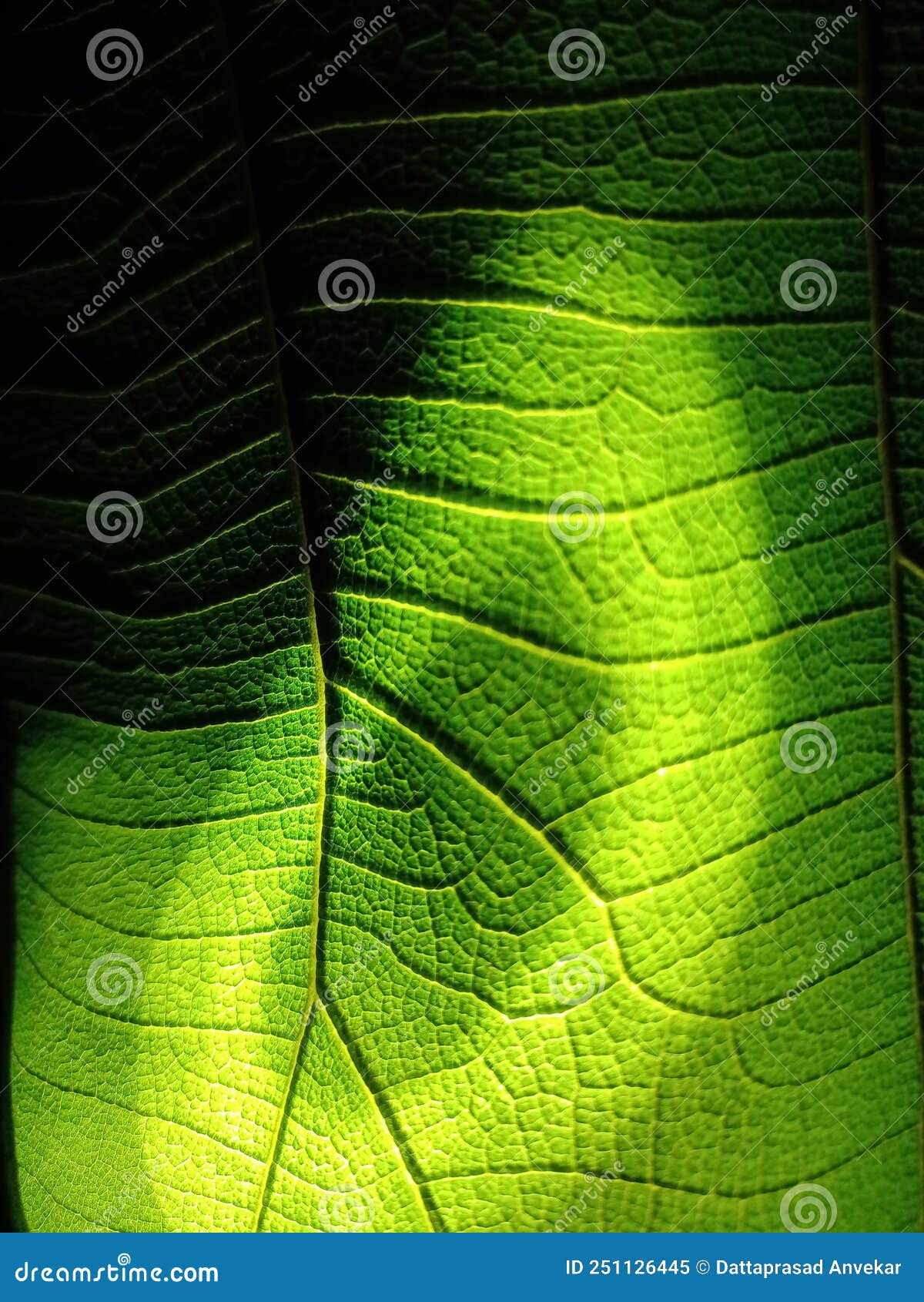 Night Time Life Photography Stock Image - Image of grass, nature: 251126445