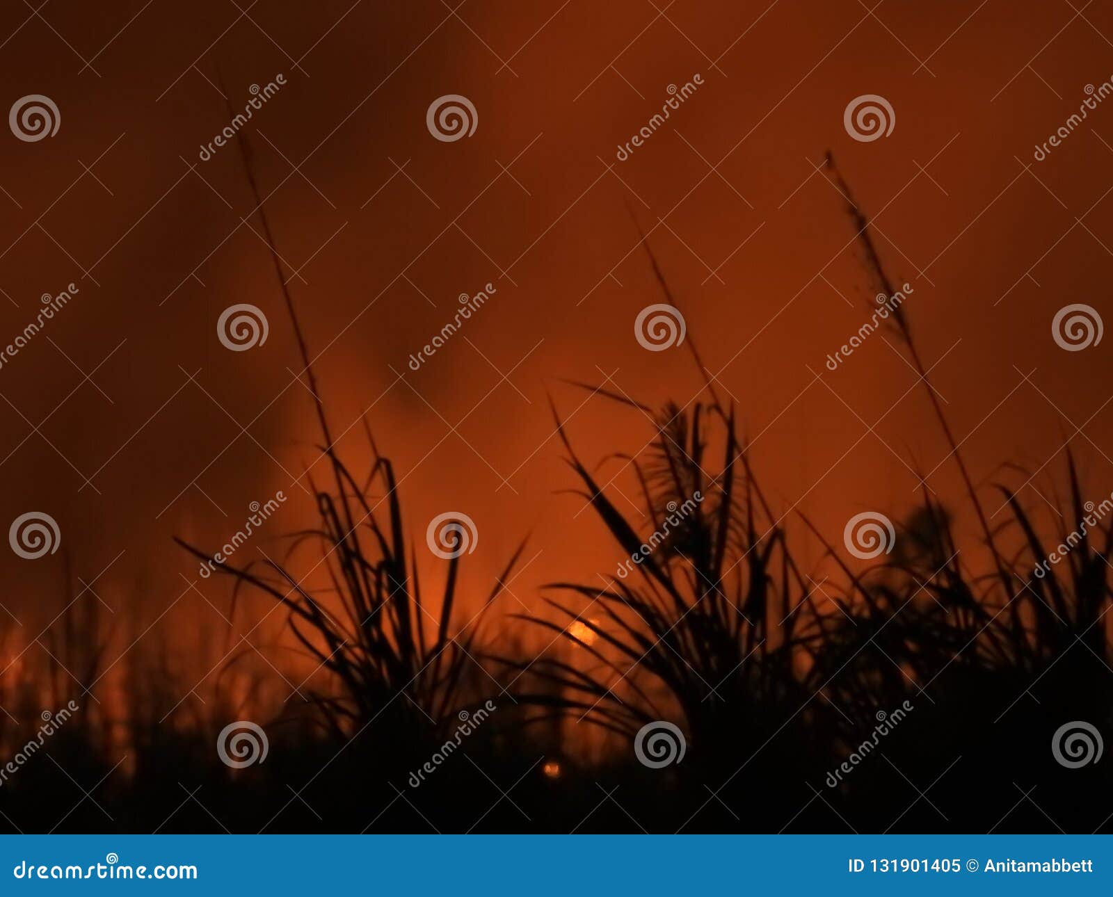 Night time sugarcane fire stock image. Image of sugarcane - 131901405