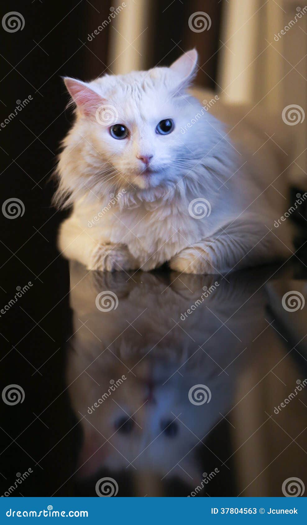 Night time white cat stock image. Image of rest, reflection - 37804563