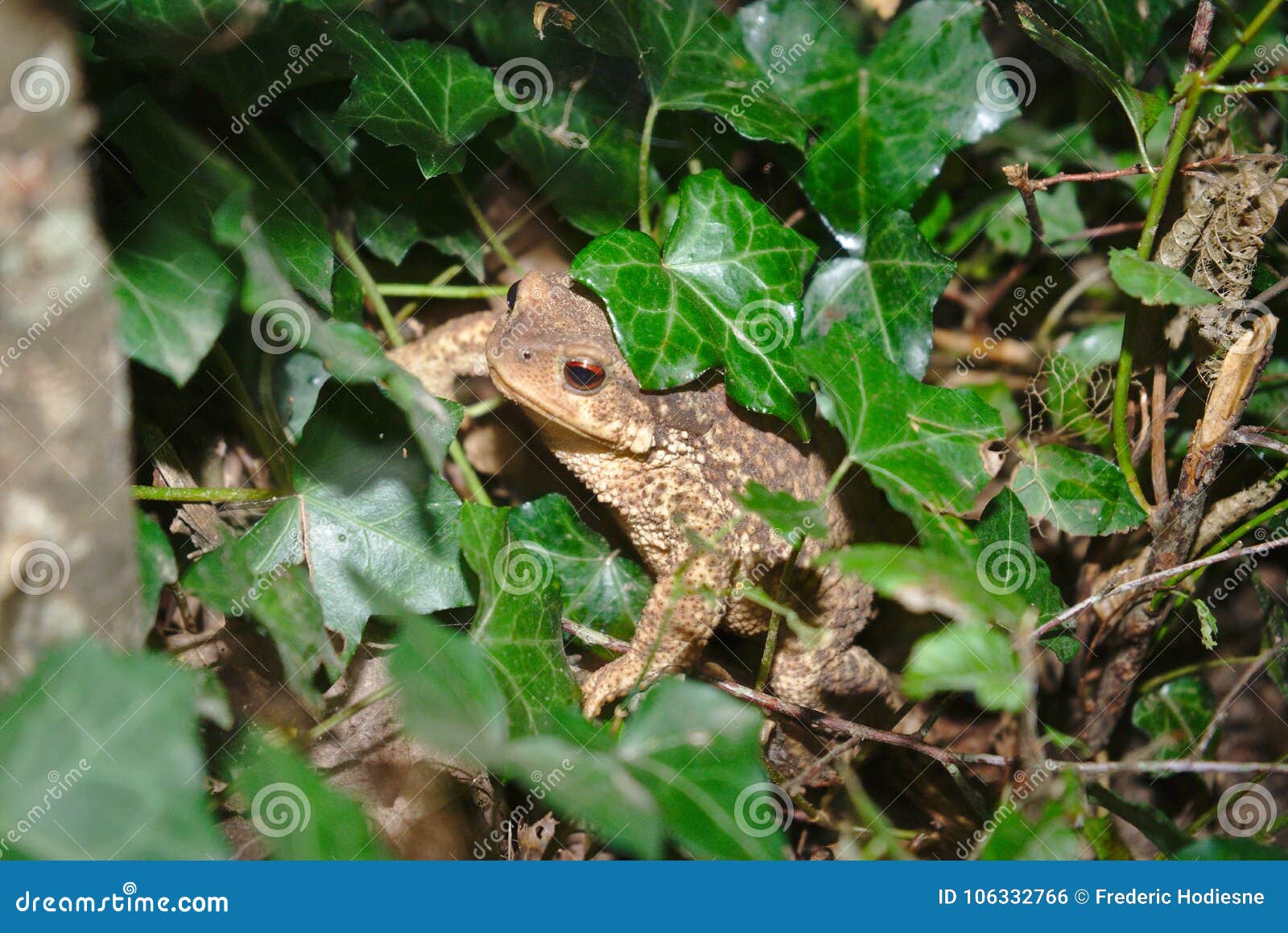 Night toad in ivy stock photo. Image of nature, animals - 106332766
