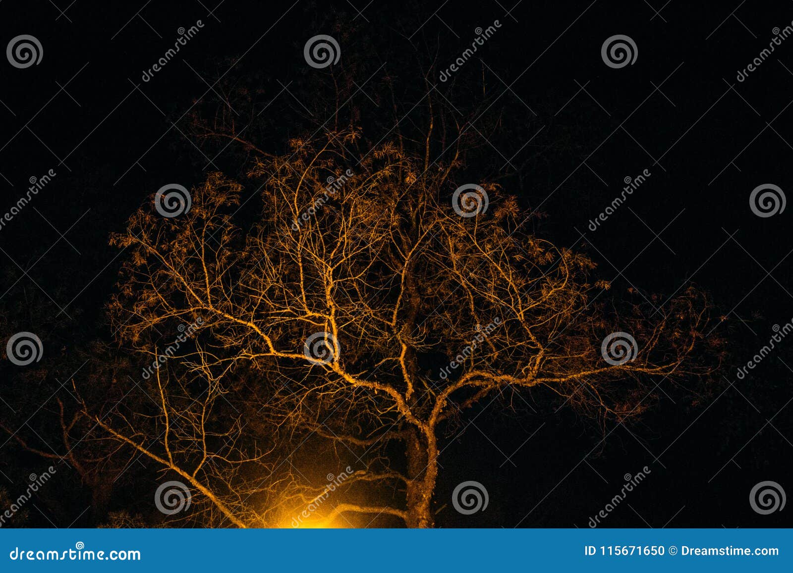 Night Tree in the Light of Lamp Stock Photo - Image of branches, lamp ...