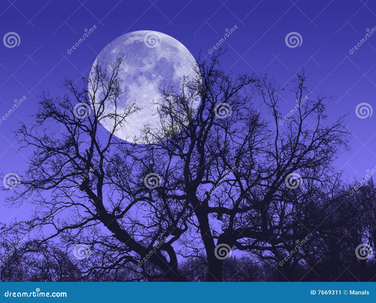 Night Tree Moon Stock Image - Image: 7669311