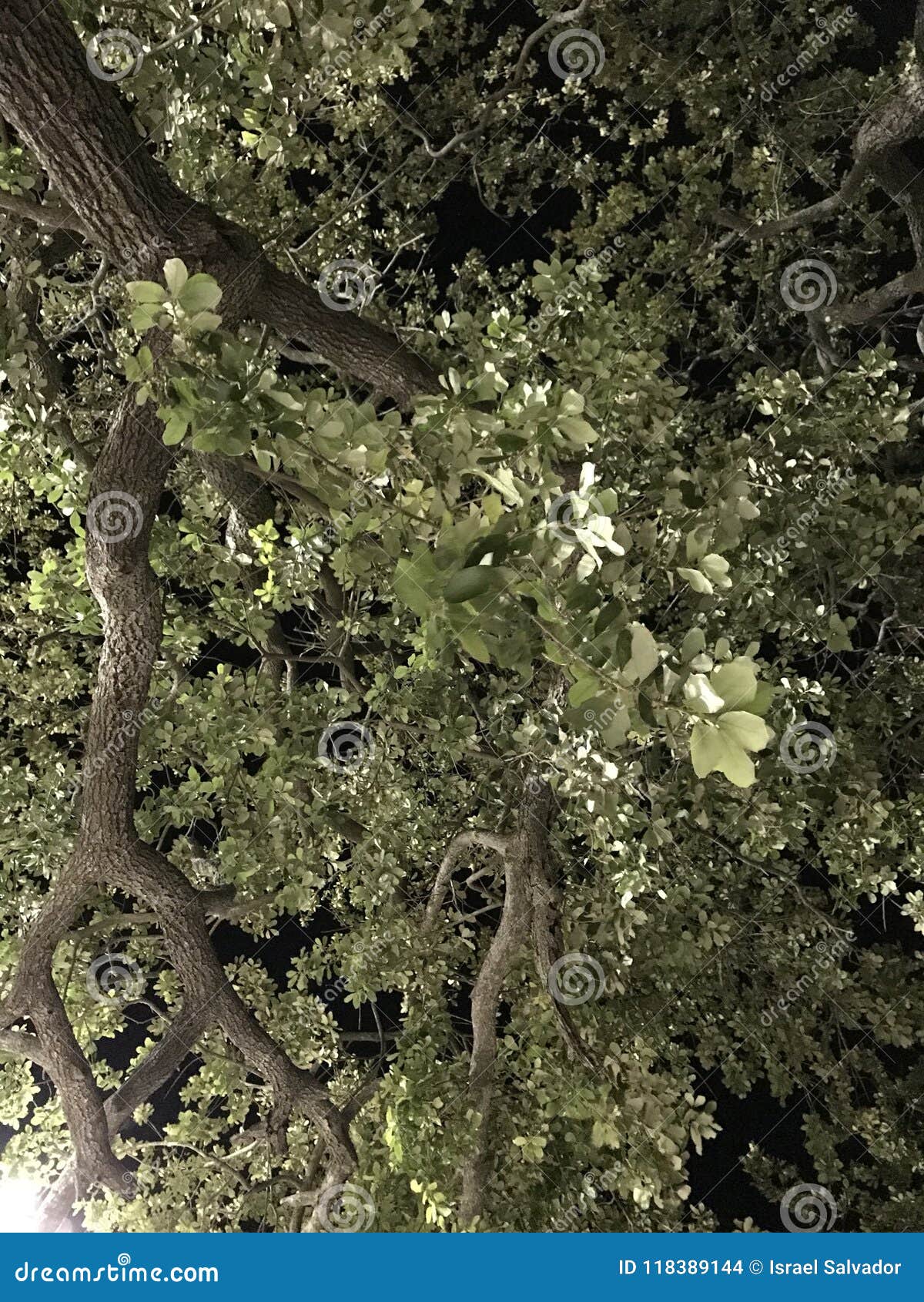 Night tree stock photo. Image of tree, night - 118389144