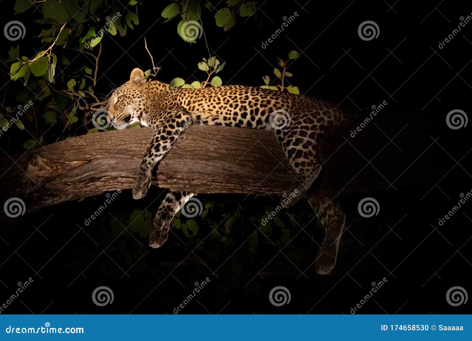 Night View of Angry Leopard Over Branch Taking a Nap Stock Photo ...