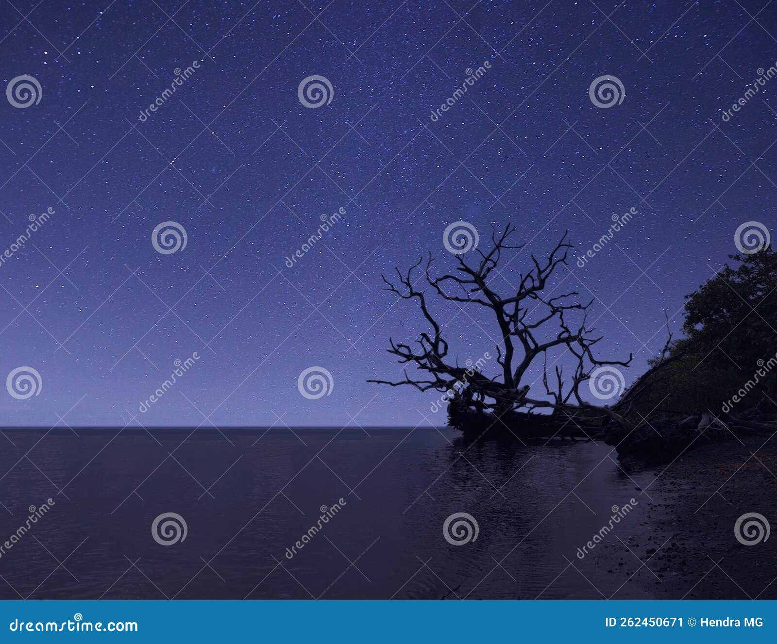 Night View on a Beach with Exotic Fallen Tree Branches Stock Image ...
