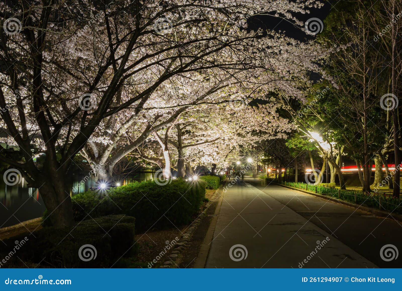 Night View of the Cherry Blossom in Senba Lake Stock Image - Image of ...