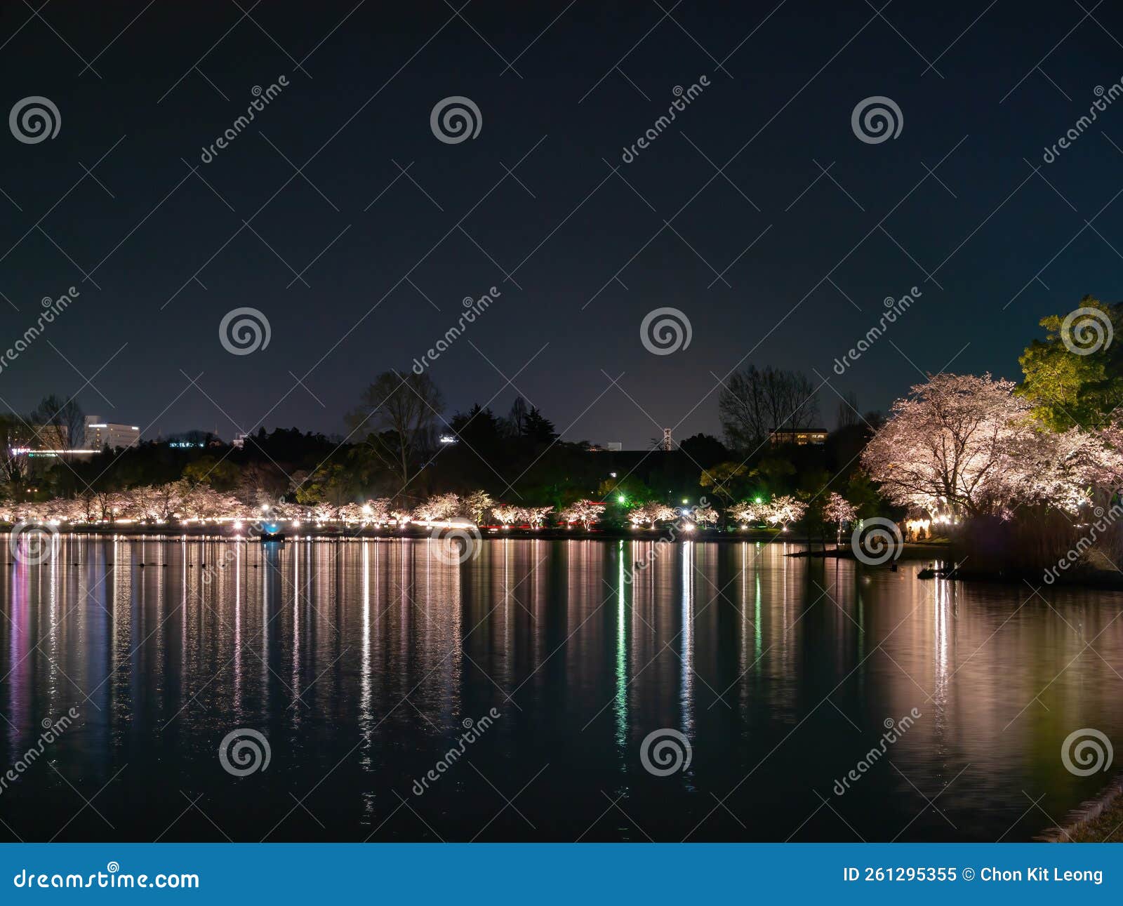 Night View of the Cherry Blossom in Senba Lake Stock Image - Image of ...