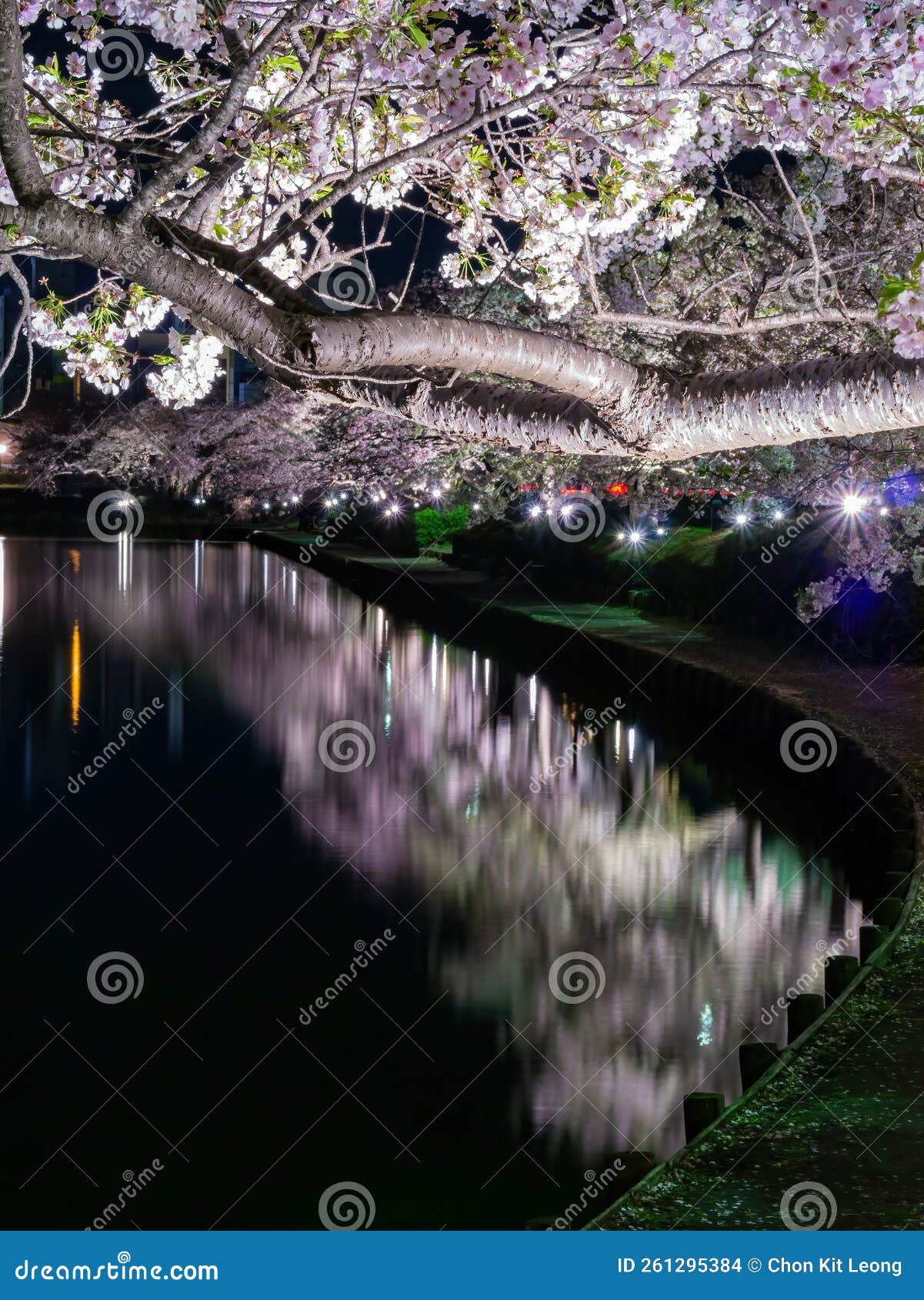 Night View of the Cherry Blossom in Senba Lake Stock Photo - Image of ...