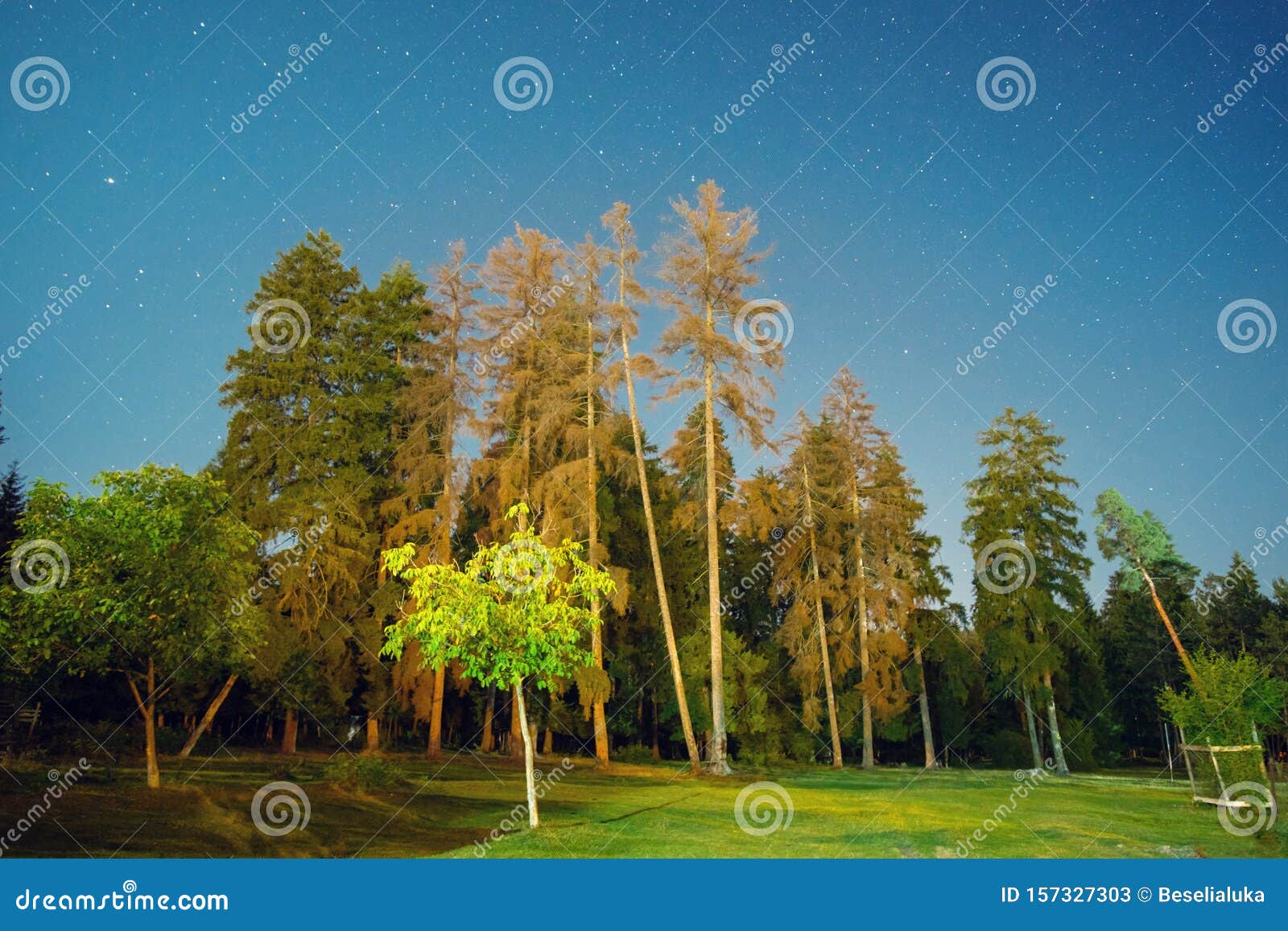 Night view of the forest stock image. Image of scenic - 157327303