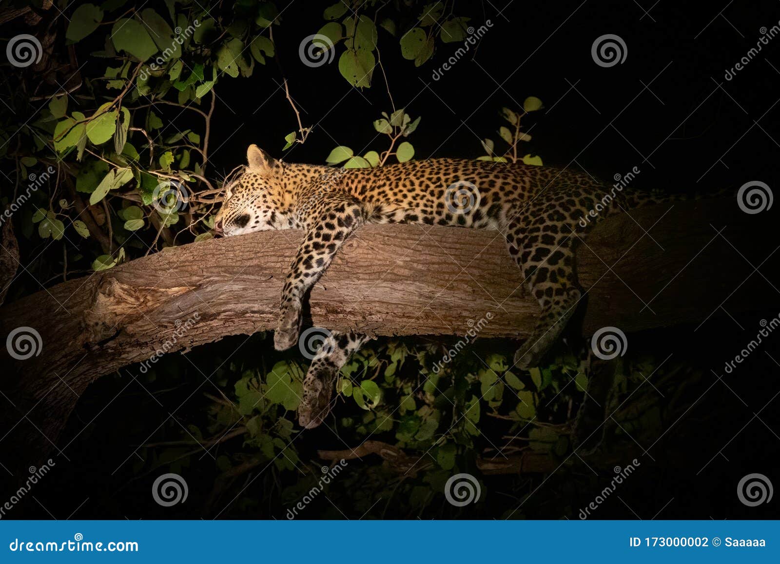 Night View of Leopard Over Branch Taking a Nap Stock Photo - Image of ...