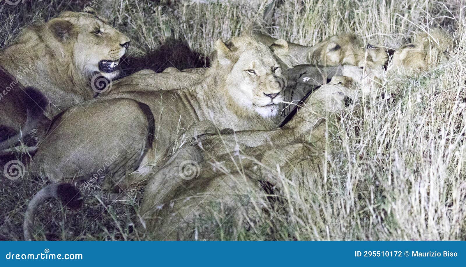 Night View of Lions Eating a Buffalo Stock Photo - Image of safari ...
