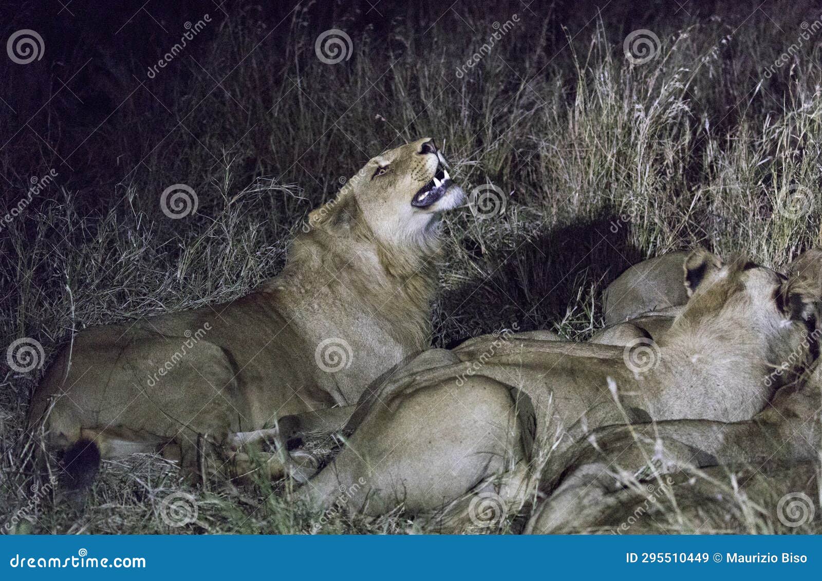 Night View of Lions Eating a Buffalo Stock Image - Image of night, lion ...