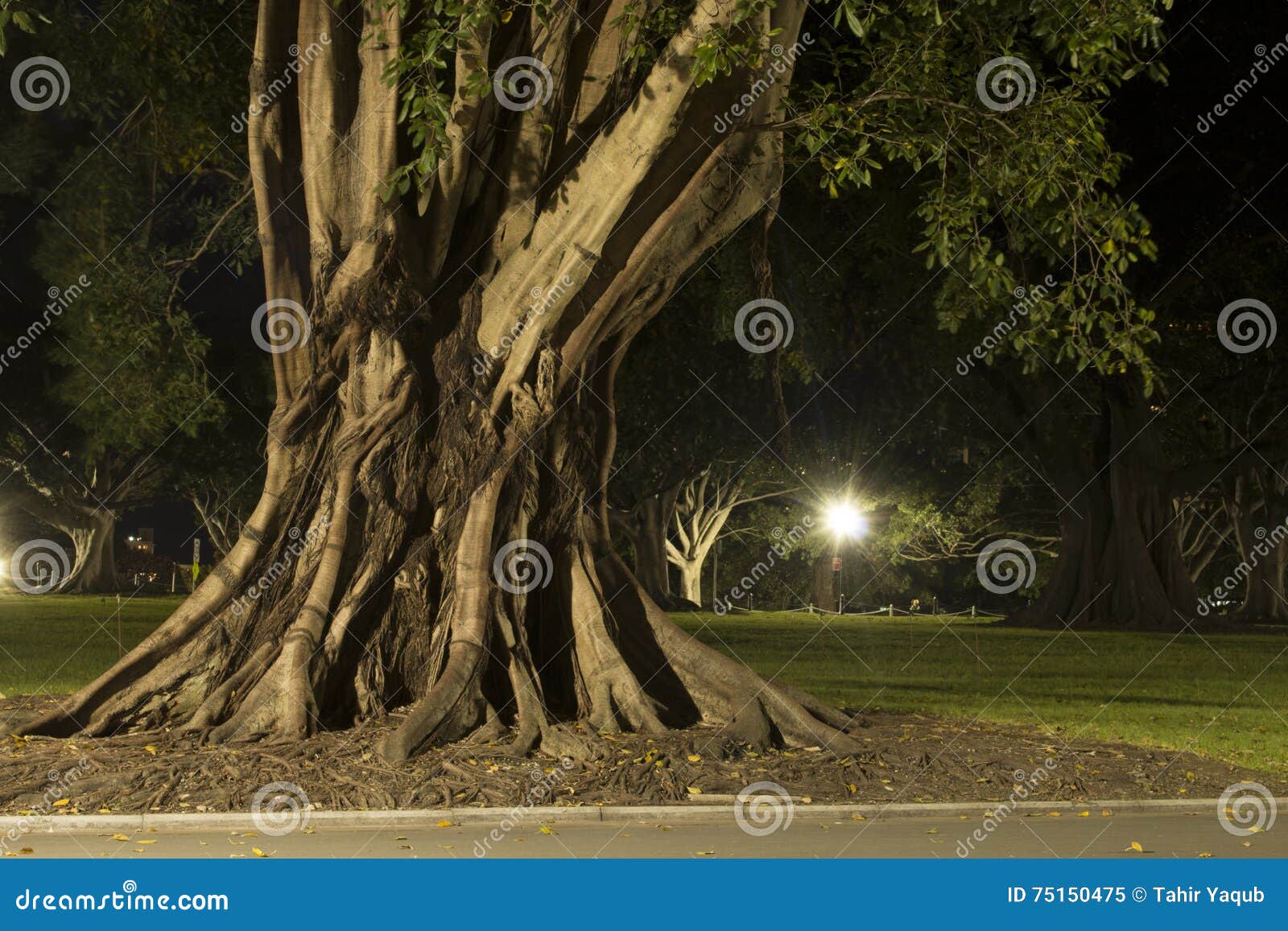 Night View of an Old Tree Trunk in Sydney CBD. Stock Image - Image of ...