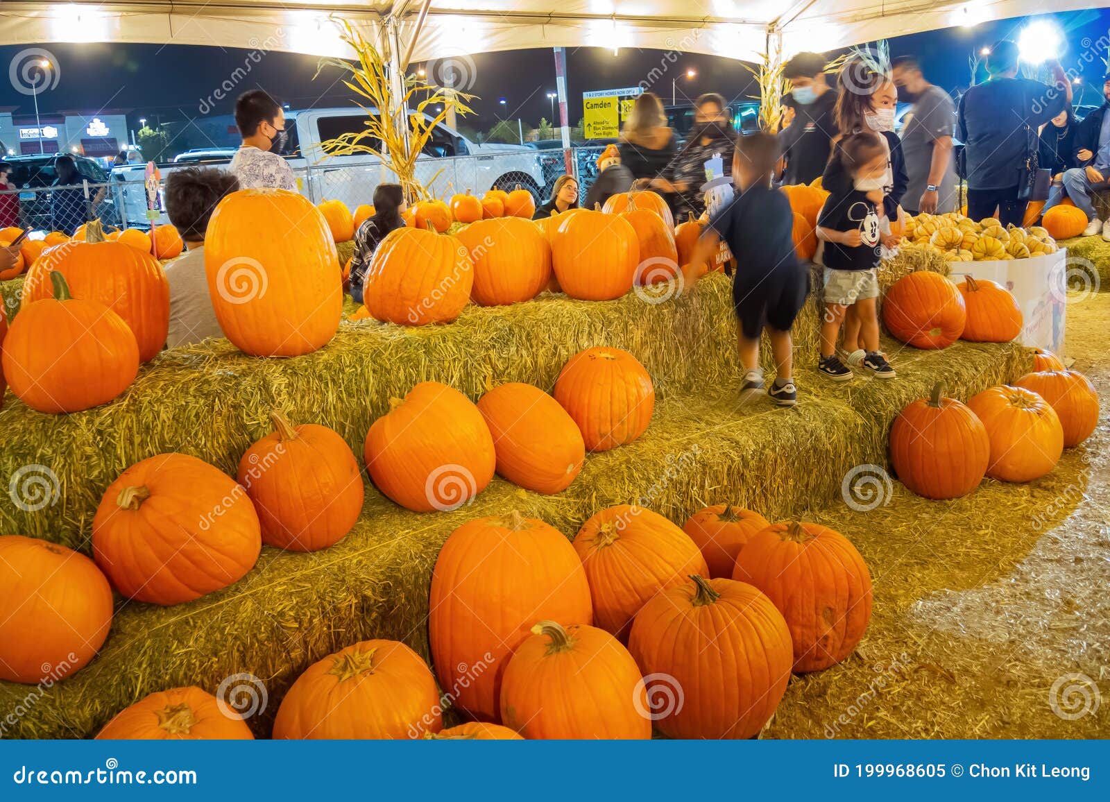 Night View of a Pumpkin Patch Editorial Image - Image of festival ...
