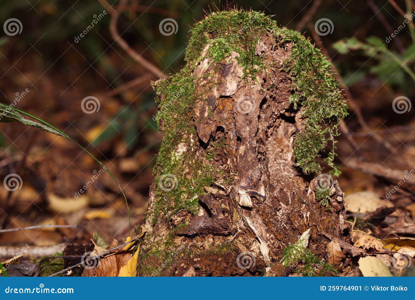 Night View of a Tree Stump in the Forest Stock Image - Image of ...