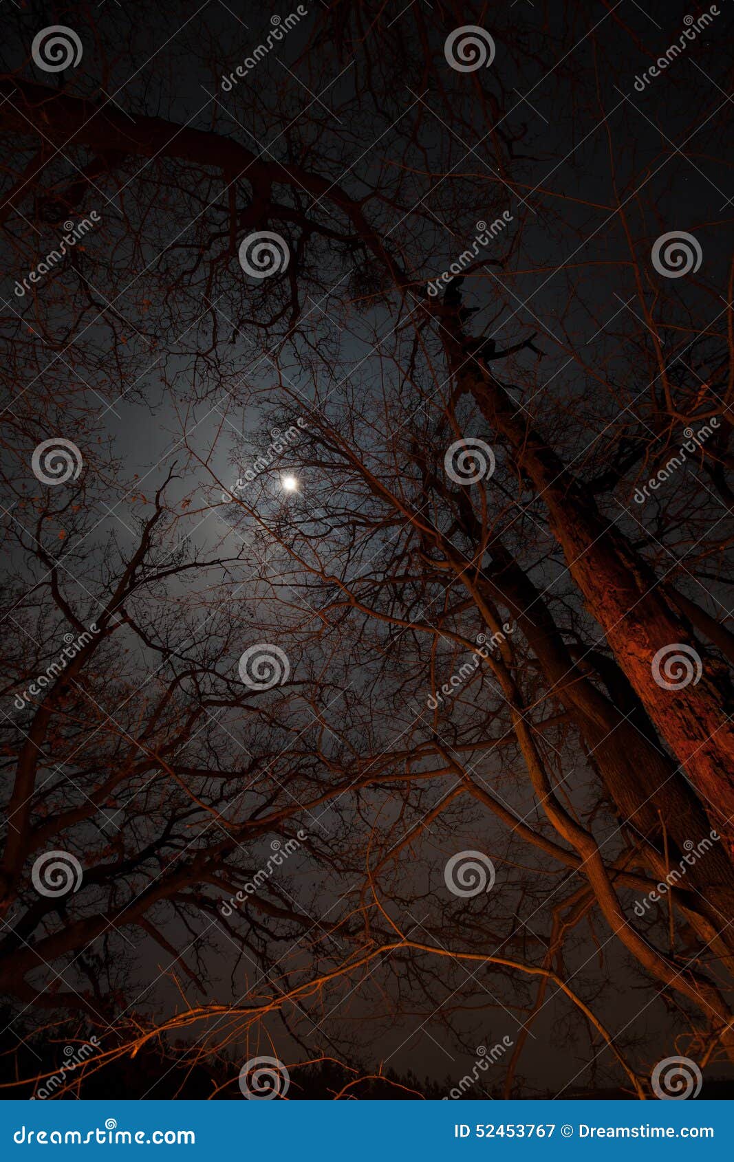 Night View of Trees Illuminated by Campfire Against the Moon Stock ...